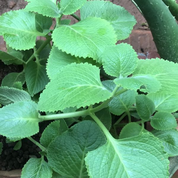 Coleus Amboinicus | Indian borage - Indian medicinal plants