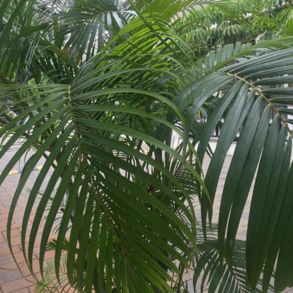 Dypsis Lutescens | Areca palm | Butterfly palm | Yellow palm | Golden ...