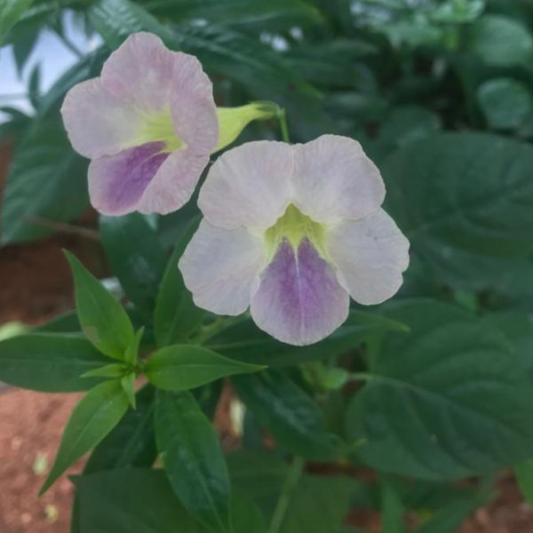 Asystasia Gangetica | Chinese violet | Creeping foxglove - GCI