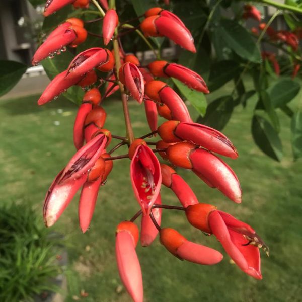 Erythrina Crista-galli | Cockspur coral tree | Coral tree | Coral bush ...