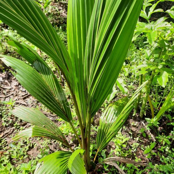 Cocos Nucifera | Coconut tree - GCI