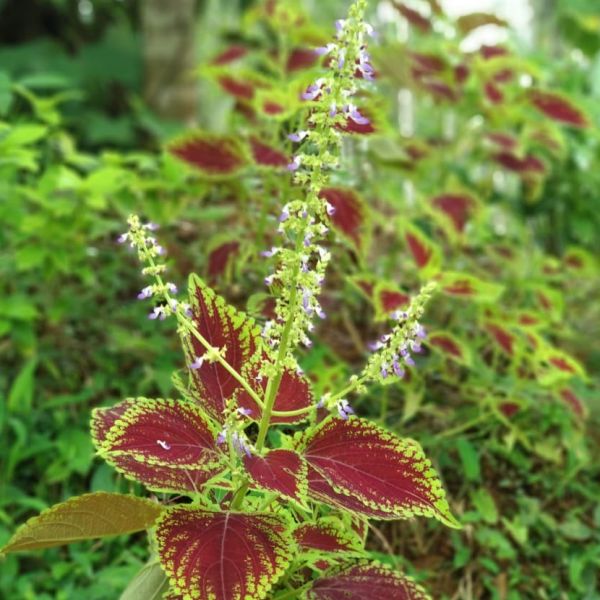 Coleus Scutellarioides | Common Coleus | Painted nettle | Coleus blumei