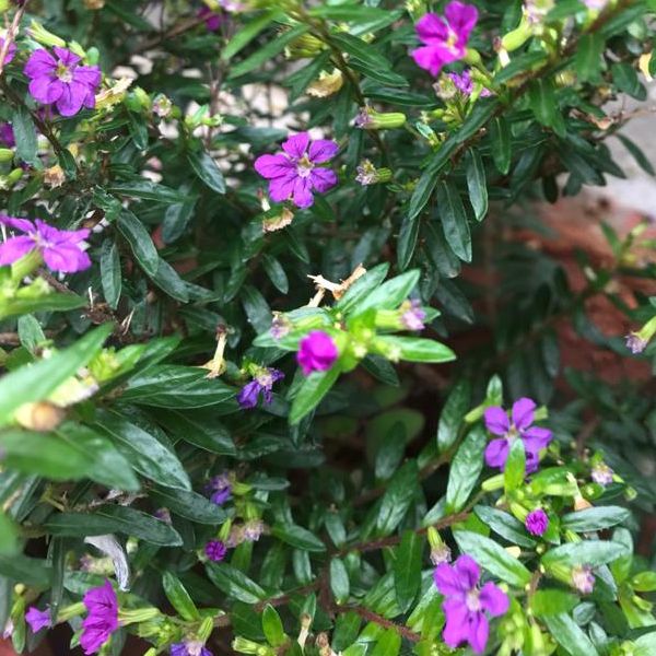 Cuphea Hyssopifolia | False heather | Mexican heather | Elfin herb- GCI