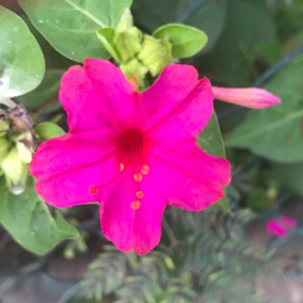 Mirabilis Jalapa | Four o'clock flower | Marvel of Peru – Green Catalog