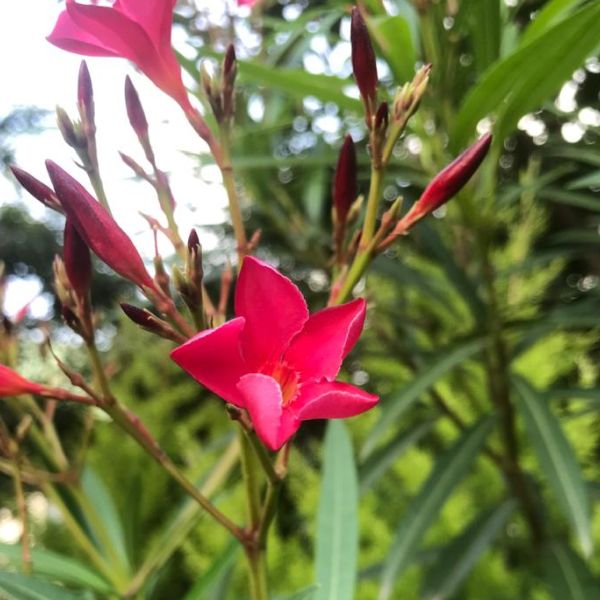 Nerium Oleander | Nerium | Oleander - GCI