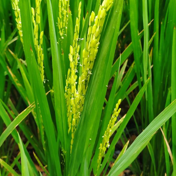 Oryza Sativa | Rice | Asian rice- Green Catalog from GCI