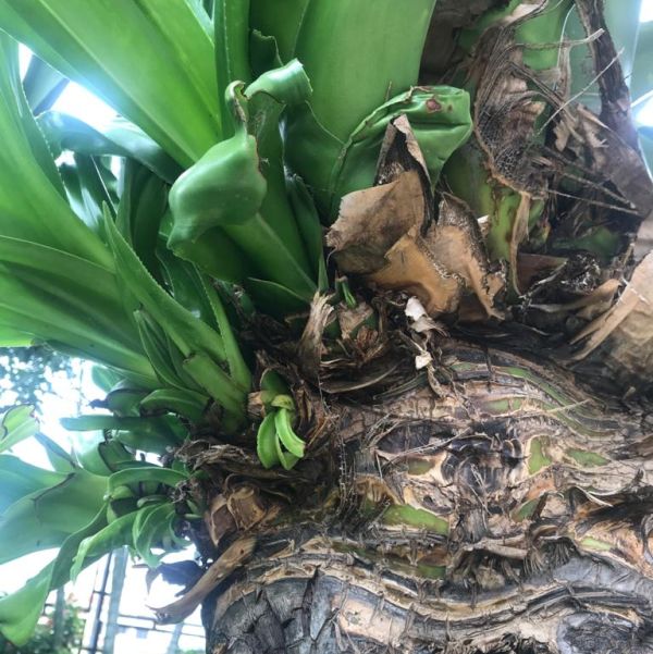 Pandanus Dubius | Bakong | Pahong | Knob-fruited screwpine – GCI