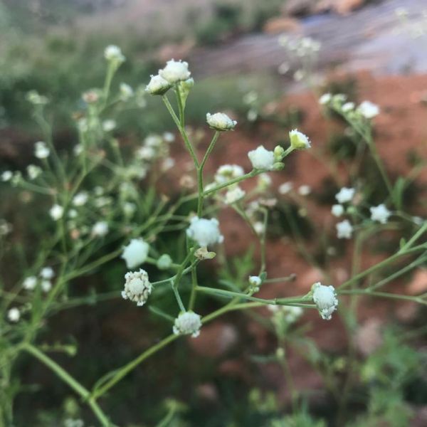 Parthenium Hysterophorus | Congress grass | Carrot grass | Famine weed