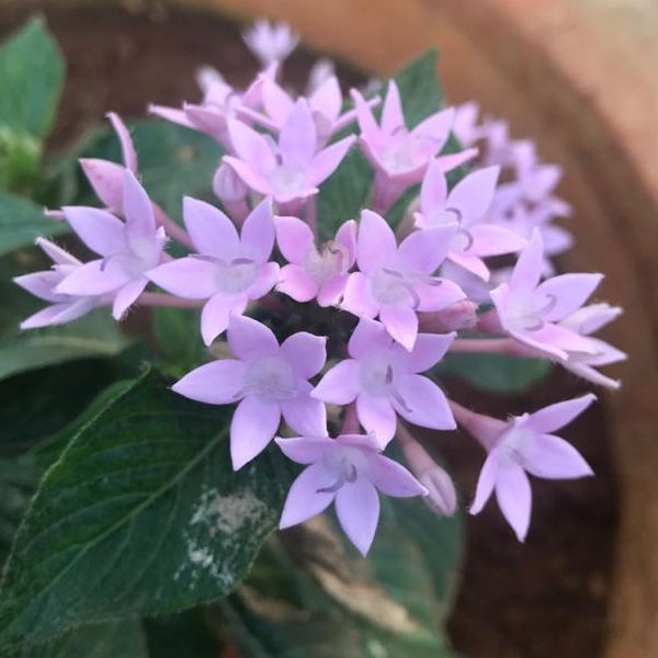 Pentas Lanceolata | Pentas | Egyptian star flower | Star cluster