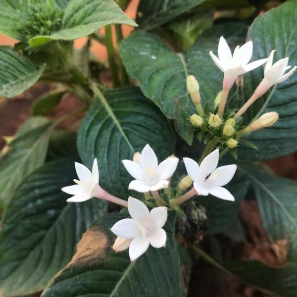 Pentas Lanceolata | Pentas | Egyptian star flower | Star cluster
