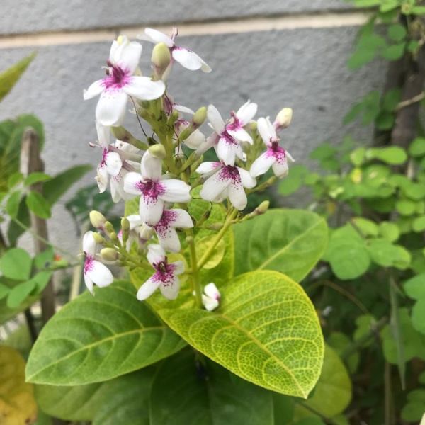 Pseuderanthemum | Eranthemum – Green Catalog