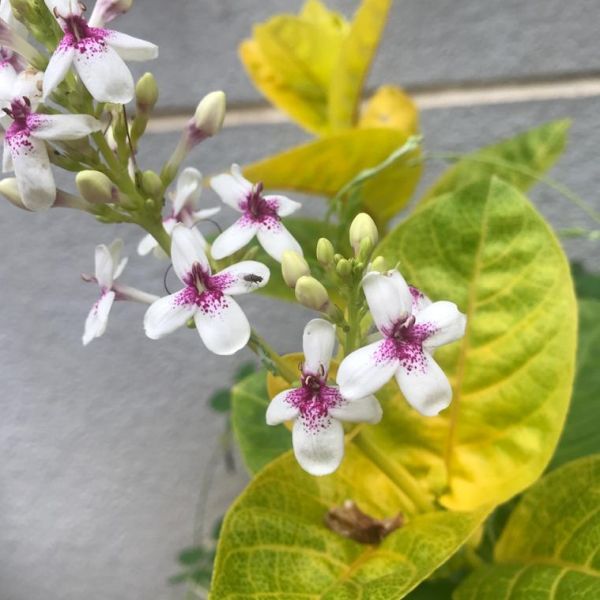 Pseuderanthemum | Eranthemum – Green Catalog