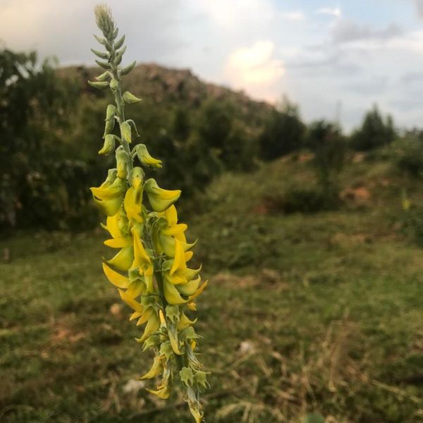 Crotalaria Pallida | Rattlebox | Smooth rattlebox | Rattleweed ...