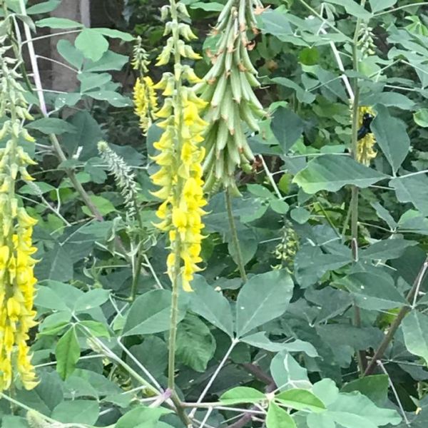 Crotalaria Pallida | Rattlebox | Smooth rattlebox | Rattleweed ...