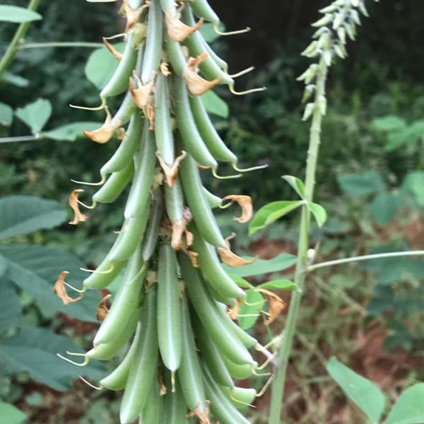 Crotalaria Pallida | Rattlebox | Smooth rattlebox | Rattleweed ...