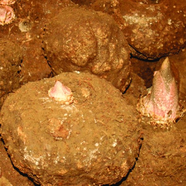 Amorphophallus Paeoniifolius | Yam | Elephant foot yam | Whitespot ...