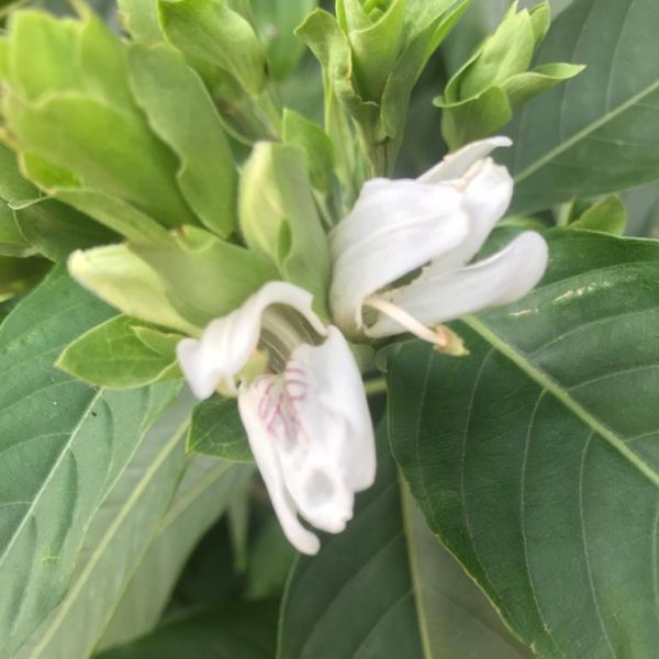 Justicia Adhatoda | Malabar nut | Aadalodakam - Green Catalog from GCI