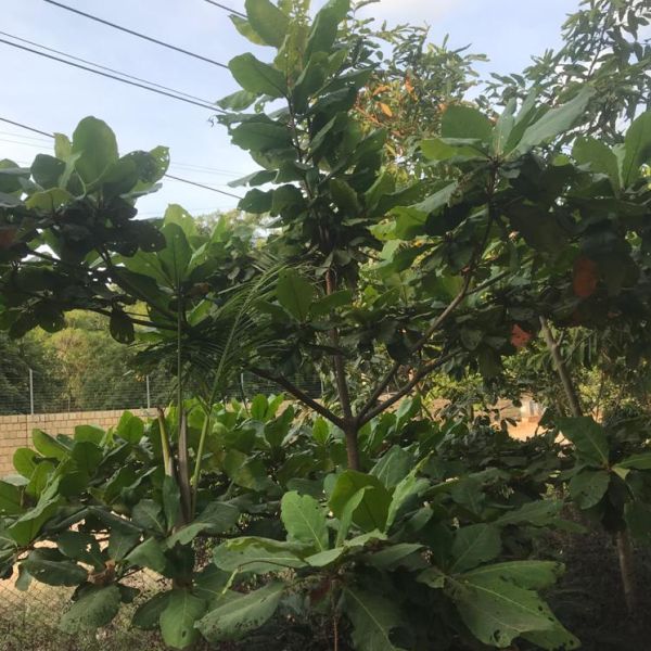 Terminalia Catappa | Indian almond | Badam tree | Malabar almond ...