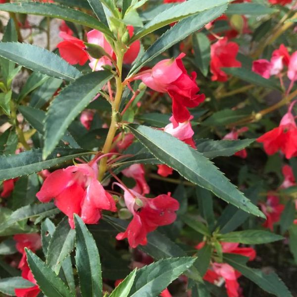 Impatiens Balsamina | Balsam | Rose Balsam | Garden Balsam - GCI