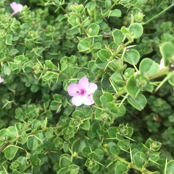 Barleria Buxifolia | Chullimullu | Carachulli - Green plant catalog