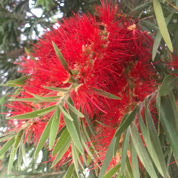 Callistemon Citrinus | Bottlebrush tree | Crimson bottlebrush | Common ...