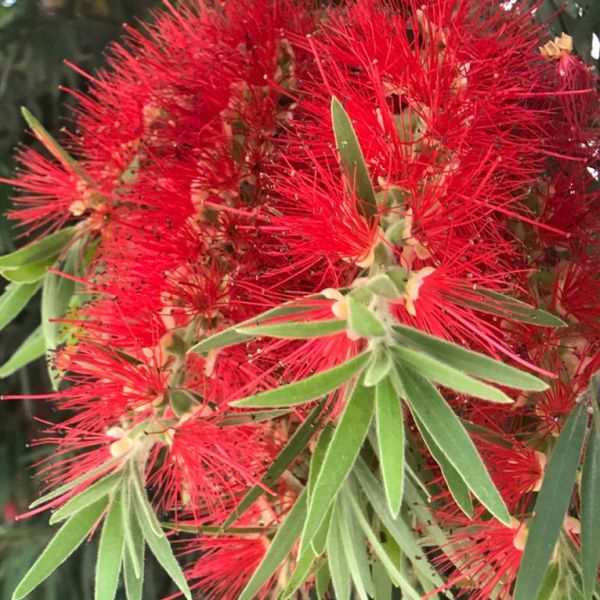 Callistemon Citrinus | Bottlebrush tree | Crimson bottlebrush | Common ...