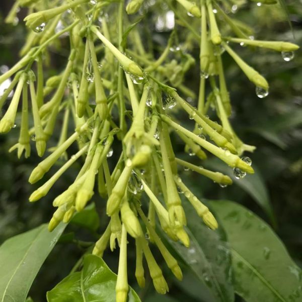 Cestrum Nocturnum | Night blooming jasmine | Queen of the night - GCI