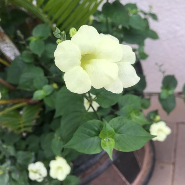 Asystasia Gangetica | Chinese violet | Creeping foxglove - GCI