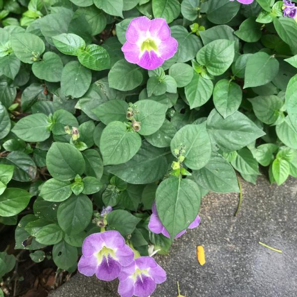 Asystasia Gangetica | Chinese violet | Creeping foxglove - GCI