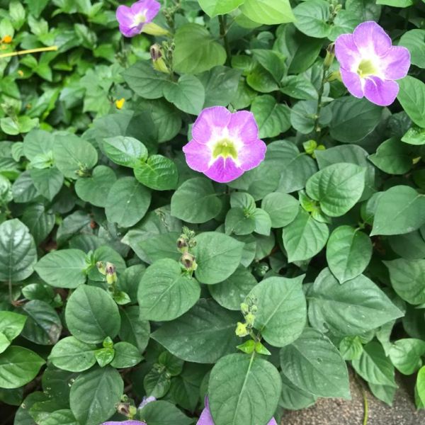 Asystasia Gangetica | Chinese violet | Creeping foxglove - GCI