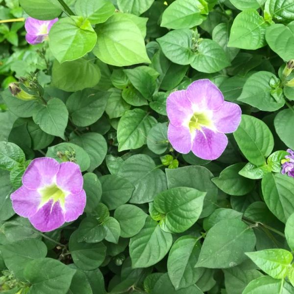 Asystasia Gangetica | Chinese violet | Creeping foxglove - GCI