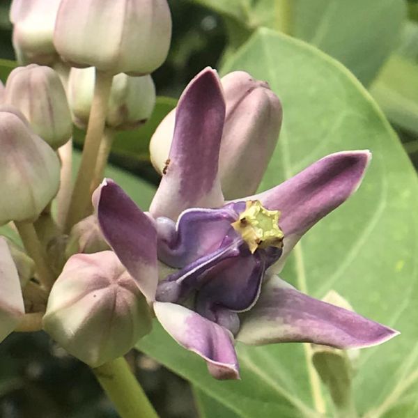 Calotropis Gigantea | Crown flower | Giant milkweed - Green Catalog