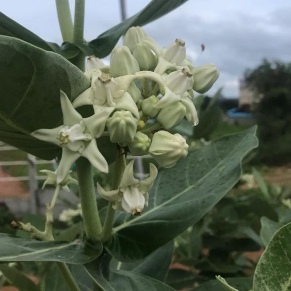 Calotropis Gigantea | Crown flower | Giant milkweed - Green Catalog