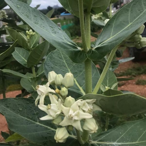 Calotropis Gigantea | Crown flower | Giant milkweed - Green Catalog