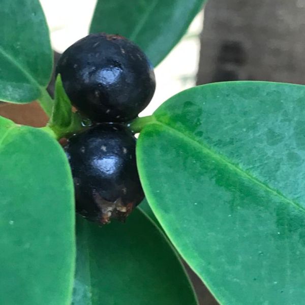 Ficus Microcarpa | Chinese banyan | Curtain fig | Indian laurel - GCI