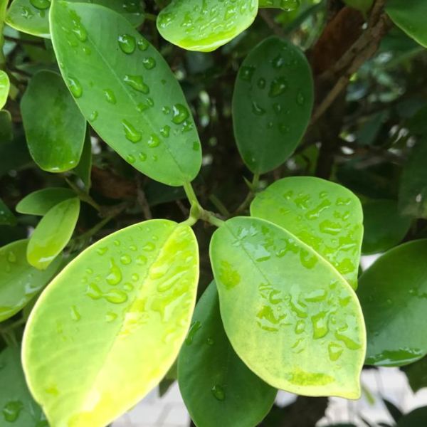 Ficus Microcarpa | Chinese banyan | Curtain fig | Indian laurel - GCI