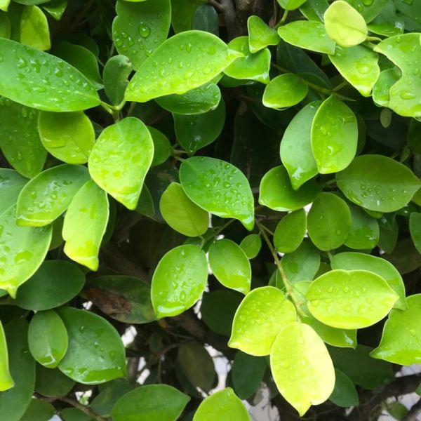 Ficus Microcarpa | Chinese banyan | Curtain fig | Indian laurel - GCI