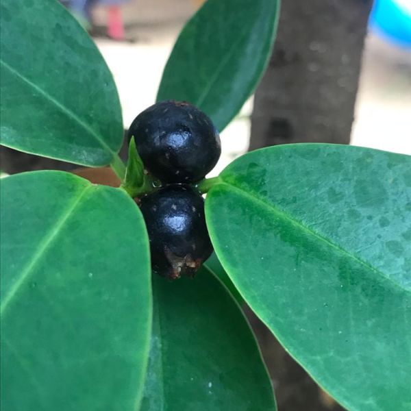 Ficus Microcarpa | Chinese banyan | Curtain fig | Indian laurel - GCI