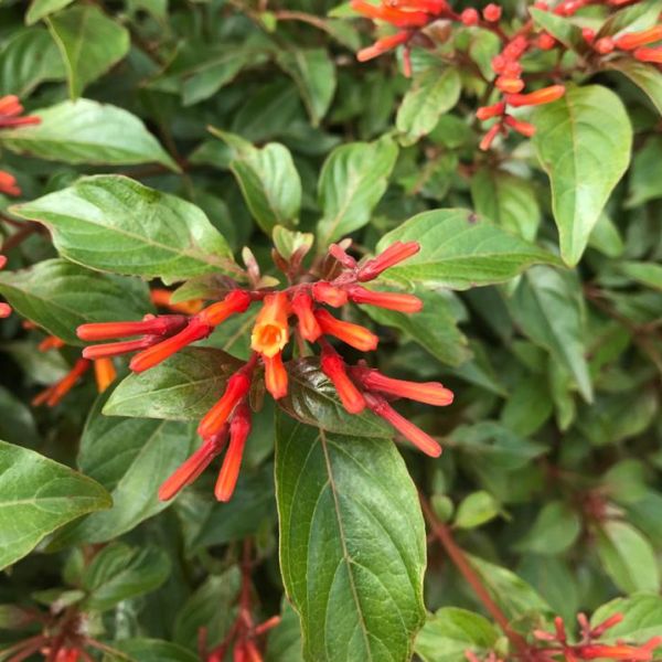 Hamelia Patens | Firebush | Redhead | Hummingbird bush | Scarlet bush