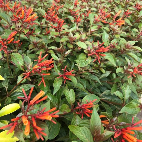 Hamelia Patens | Firebush | Redhead | Hummingbird bush | Scarlet bush