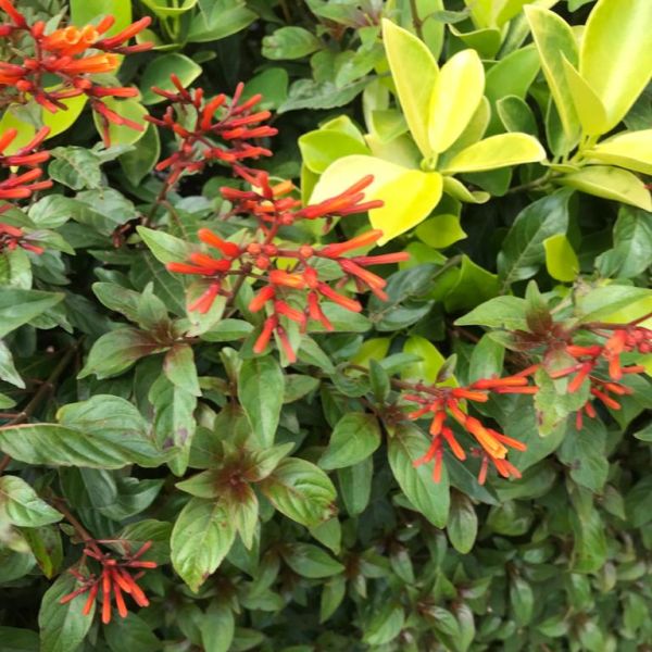 Hamelia Patens | Firebush | Redhead | Hummingbird bush | Scarlet bush