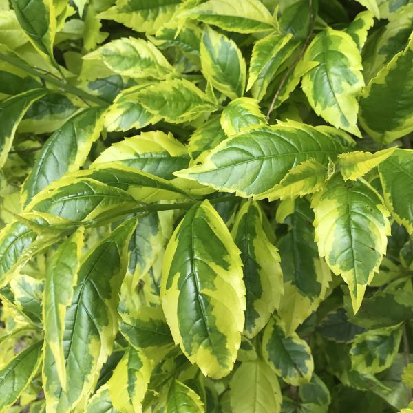 Duranta Erecta | Golden dewdrop | Pigeon berry - GCI plant catalog