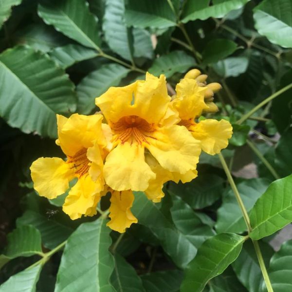 Markhamia Lutea | Nile tulip | Nile trumpet | Siala tree | Dolichandra ...