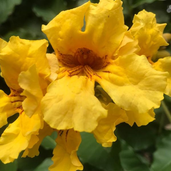 Markhamia Lutea | Nile tulip | Nile trumpet | Siala tree | Dolichandra ...