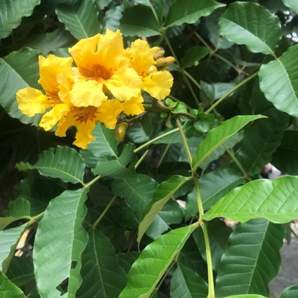 Markhamia Lutea | Nile tulip | Nile trumpet | Siala tree | Dolichandra ...