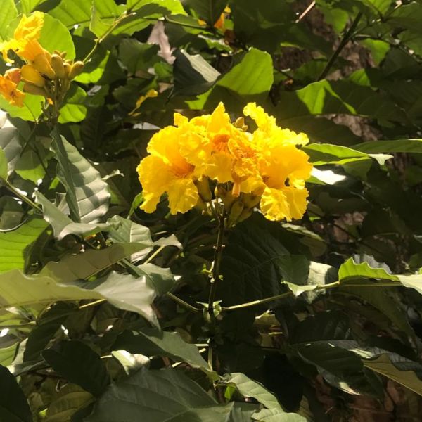 Markhamia Lutea | Nile tulip | Nile trumpet | Siala tree | Dolichandra ...