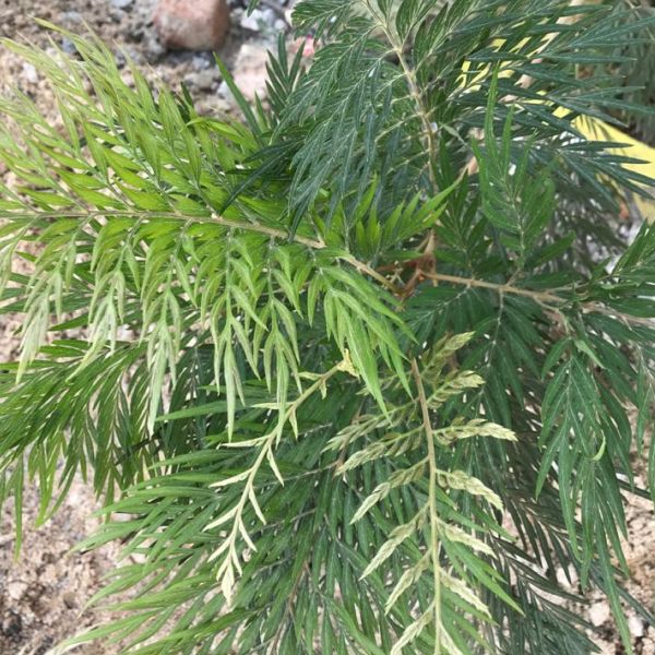 Grevillea Robusta | Silver oak | Silk oak | Southern silky oak - GCI