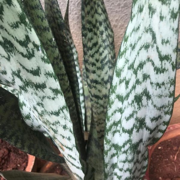 Dracaena Trifasciata | Snake plant | Mother-in-law's tongue - Plant Catalog
