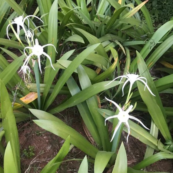 Hymenocallis Littoralis | Spider lily– Green catalog