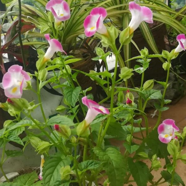Torenia Fournieri | Wishbone flower | Bluewings - Green Catalog
